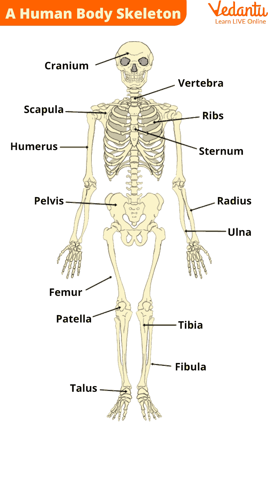 Human Skeletal System Functions Parts And Diagram